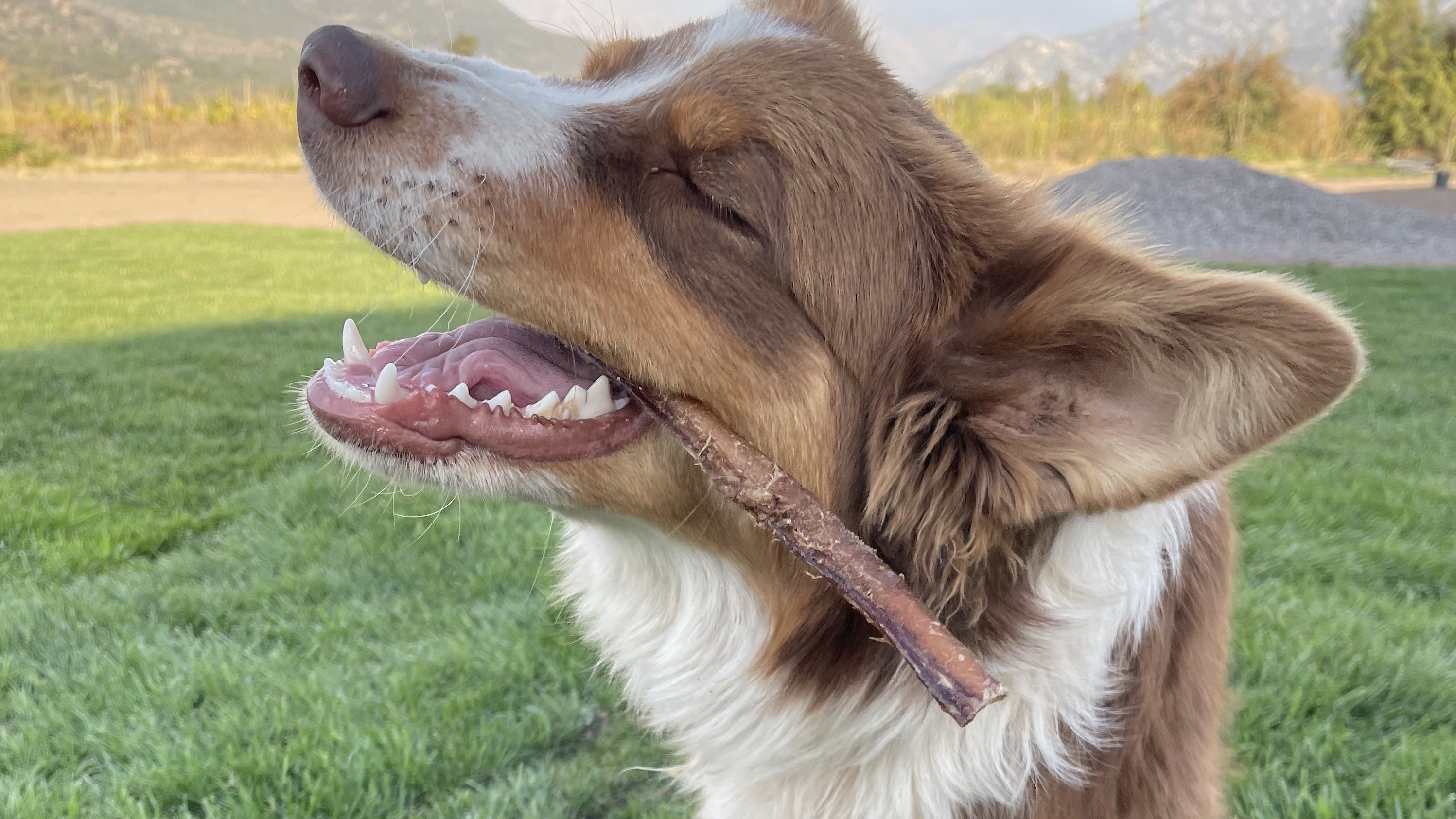 Masticables – doggochile