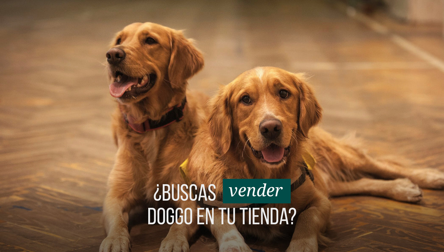 ¿Doggo para tu petshop? – doggochile