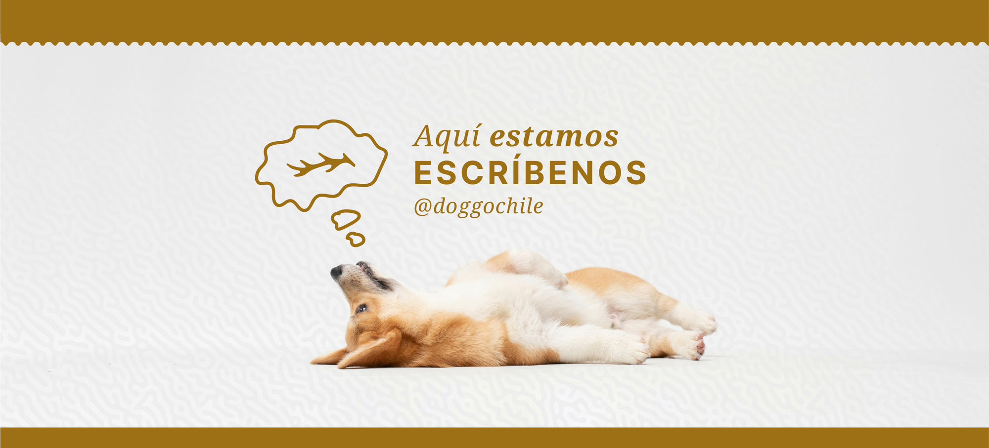 Contáctanos – doggochile